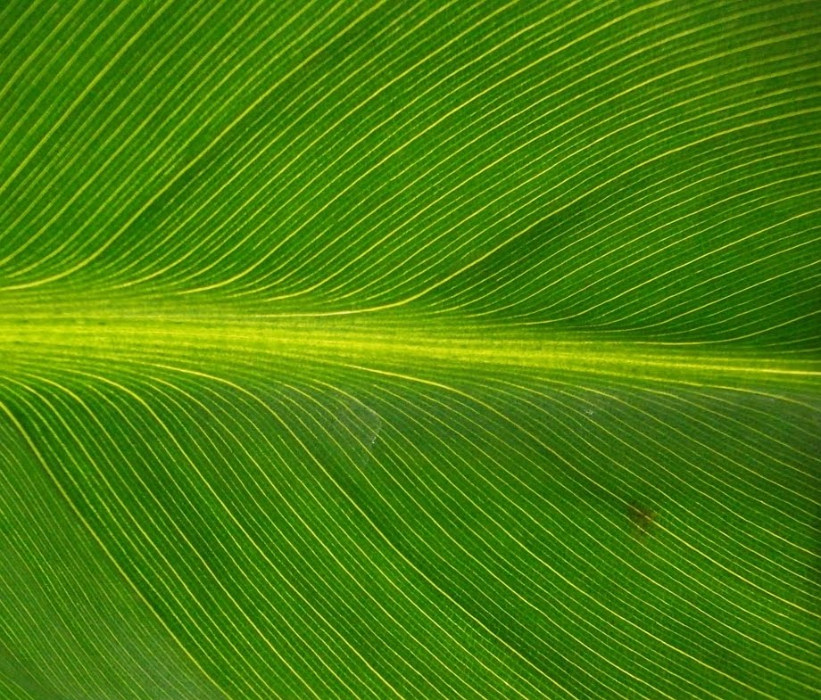 Plants are the Strangest People: 10/31/10 - 11/7/10