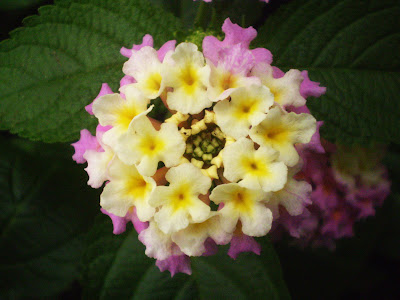Plants are the Strangest People: Pretty picture: Lantana camara 'Rose ...