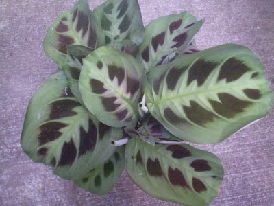 Plants are the Strangest People: 4/19/09 - 4/26/09