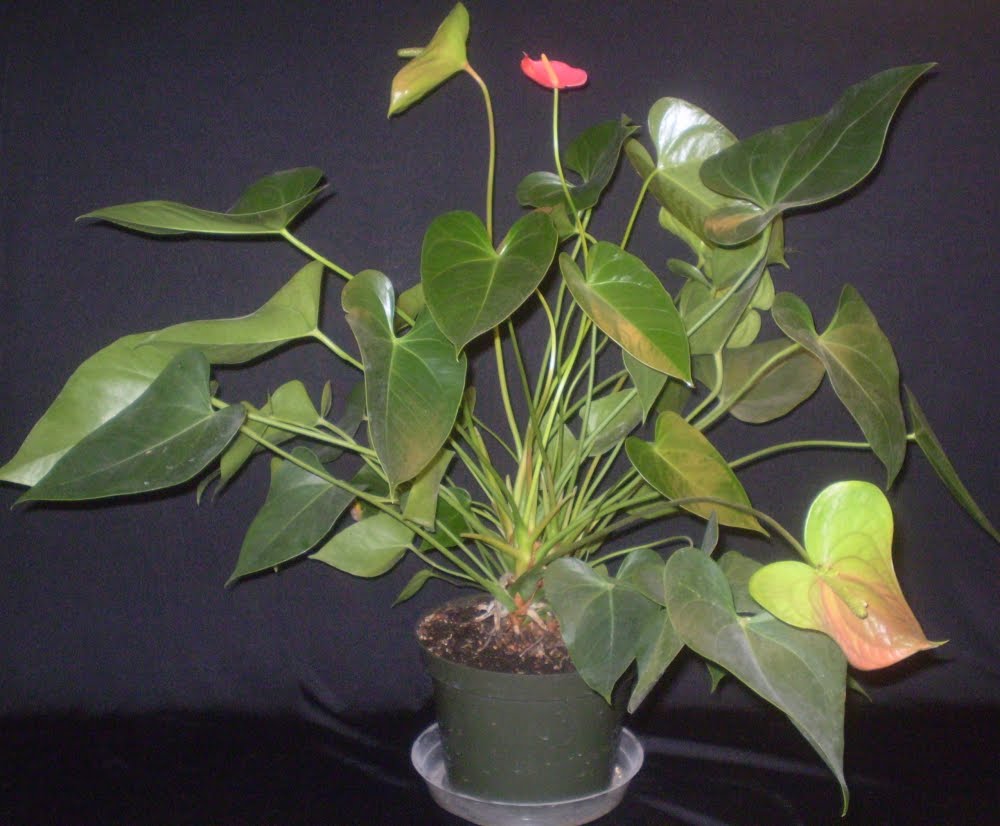 Plants are the Strangest People: List: Houseplants With Heart-Shaped Leaves