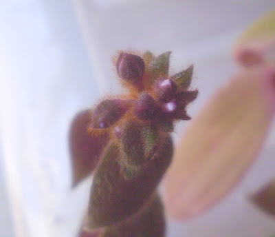 Plants are the Strangest People: Random plant event: Cyanotis kewensis ...