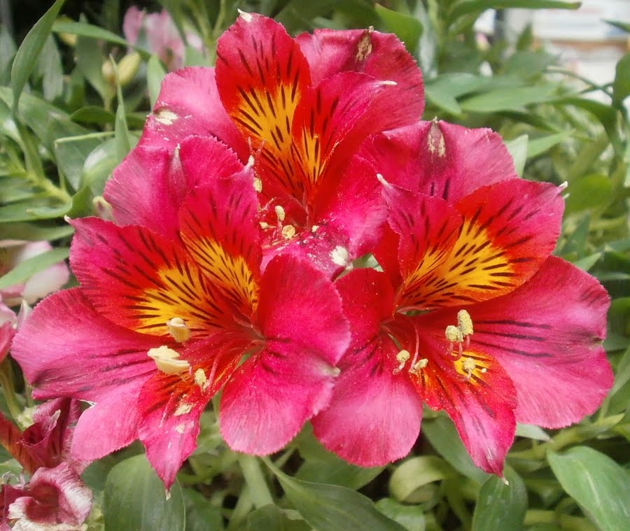 Red Alstroemeria