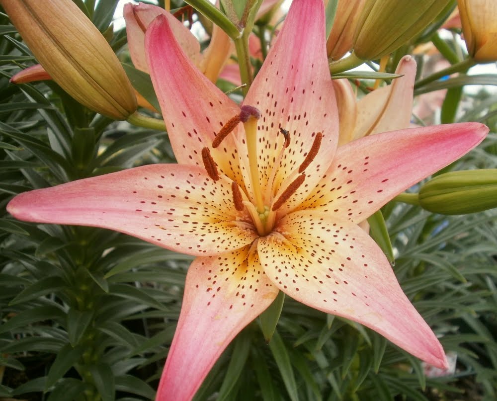 Plants are the Strangest People: 6/13/10 - 6/20/10