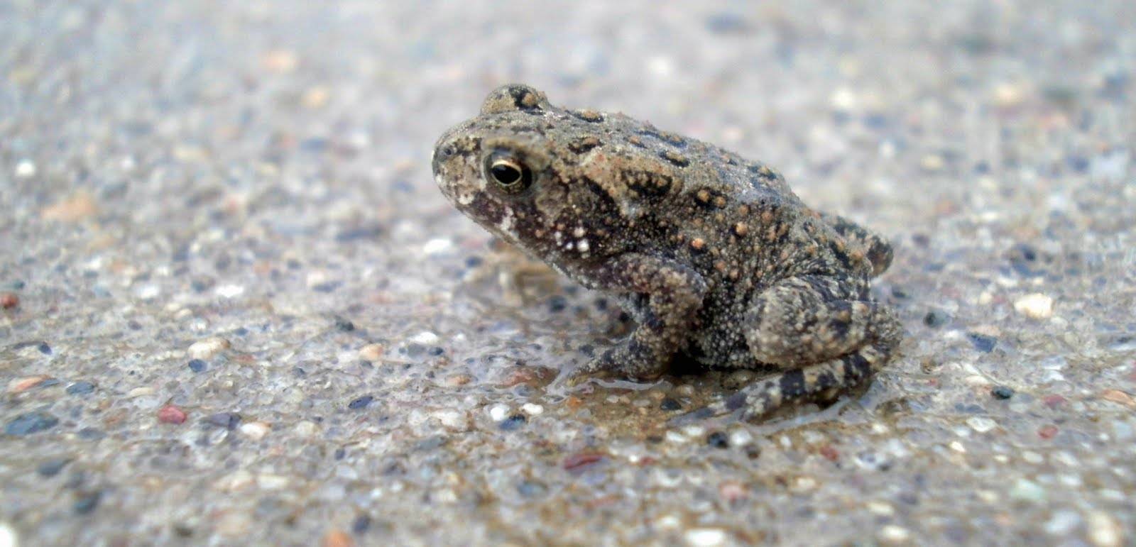 Plants are the Strangest People: Animals: Bufo americanus