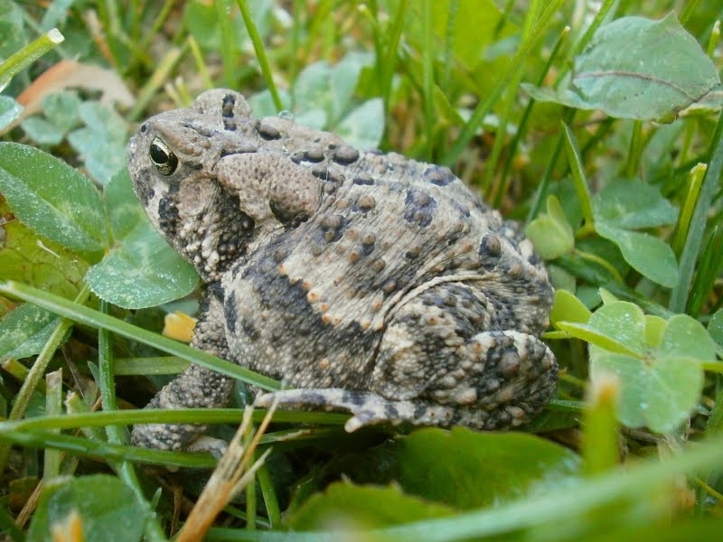 Plants are the Strangest People: Animals: Bufo americanus