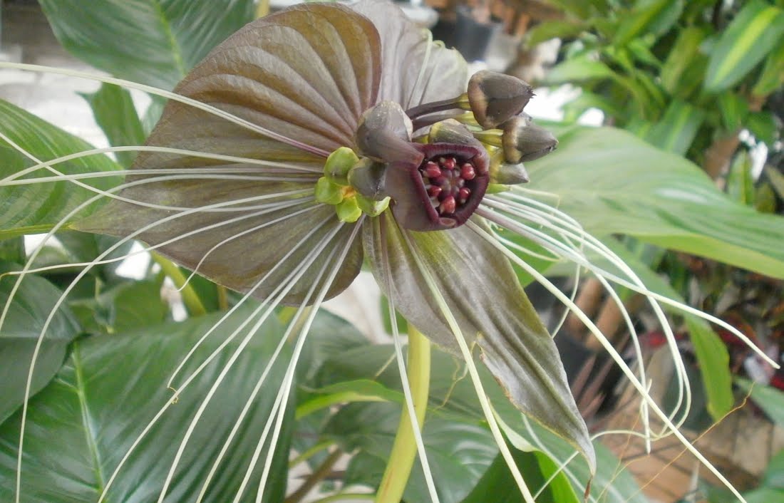 Plants are the Strangest People: Pretty (?) pictures: Tacca chantrieri ...