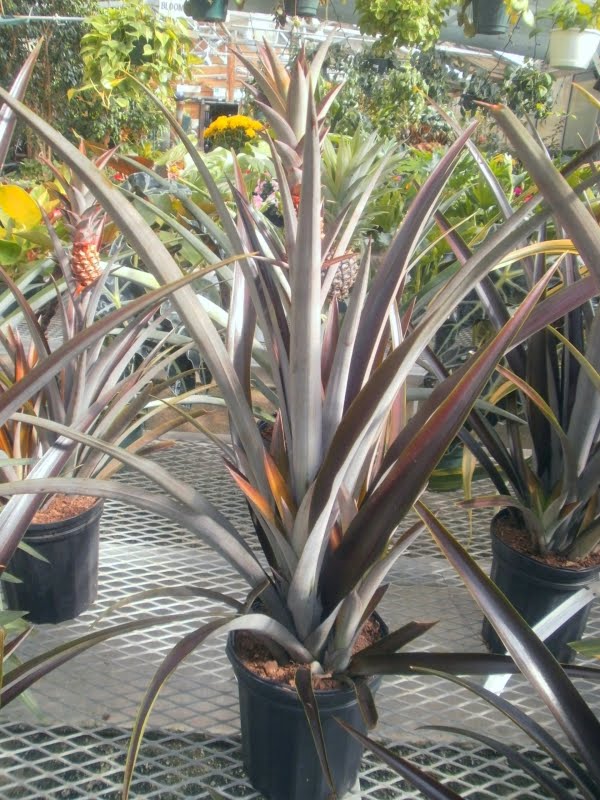 Plants are the Strangest People: 3/4/12 - 3/11/12