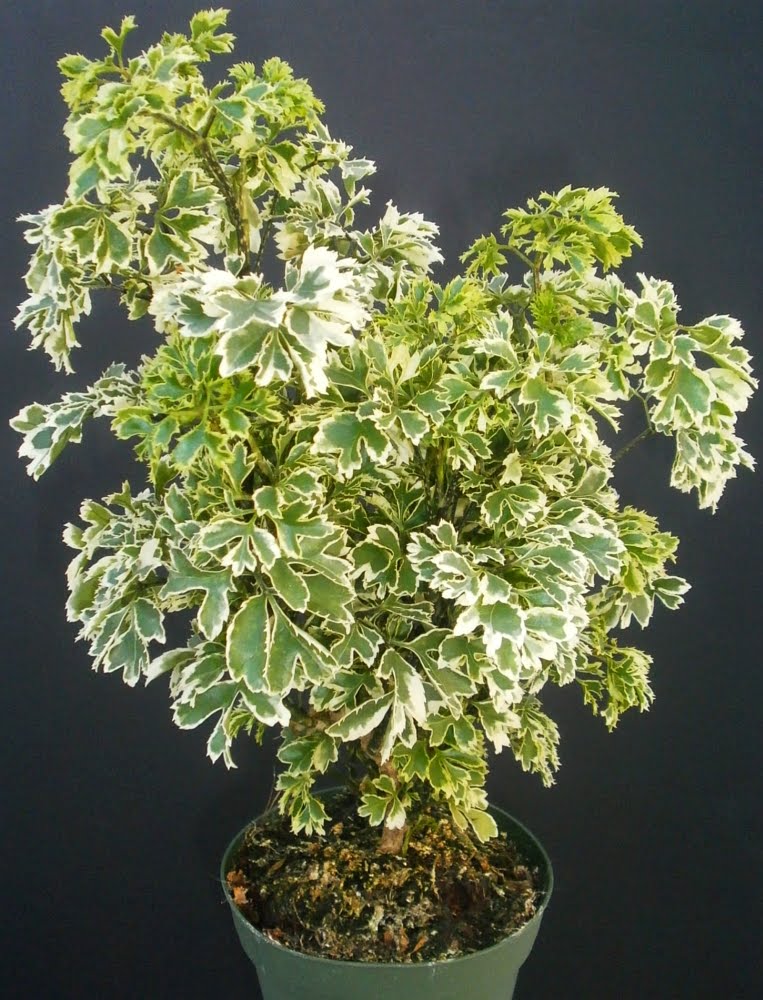 Plants are the Strangest People: New plant: Polyscias fruticosa 'Snowflake'