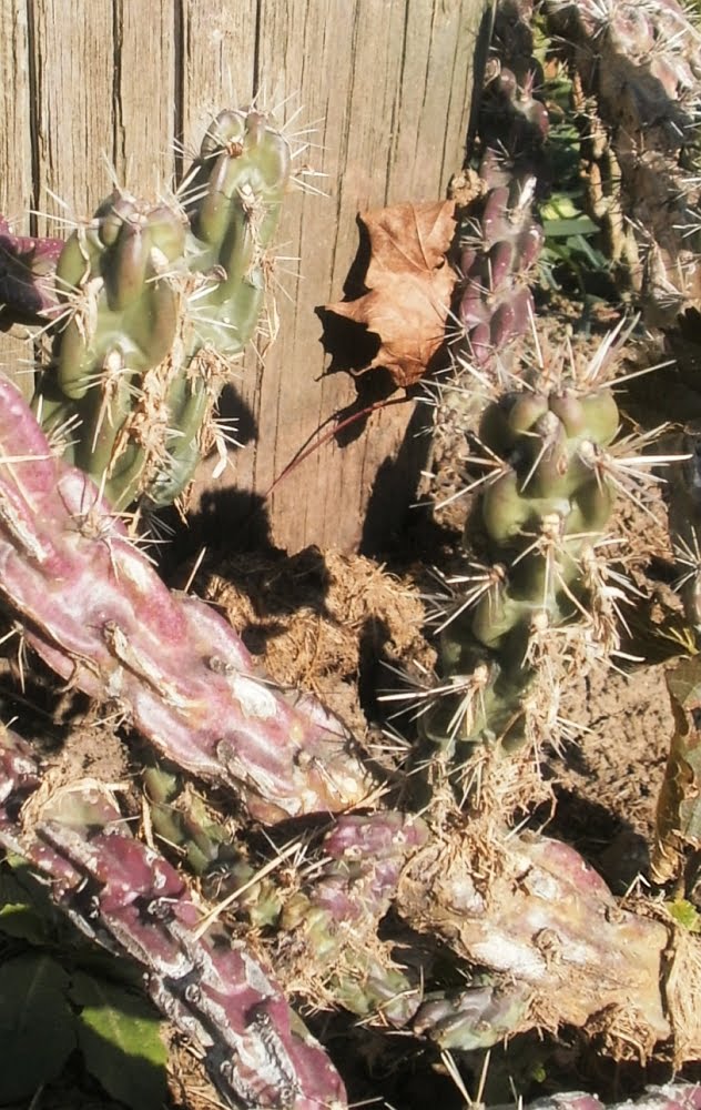 Plants are the Strangest People: Question for the Hive Mind: Cactus in ...