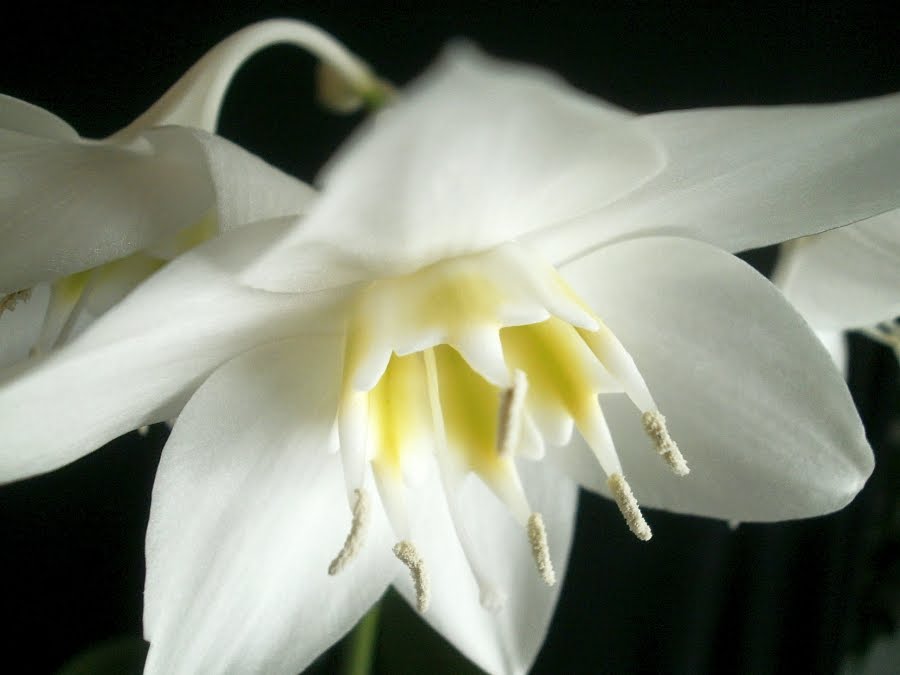 Plants are the Strangest People: 12/26/10 - 1/2/11