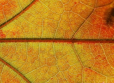 Plants are the Strangest People: 6/5/11 - 6/12/11