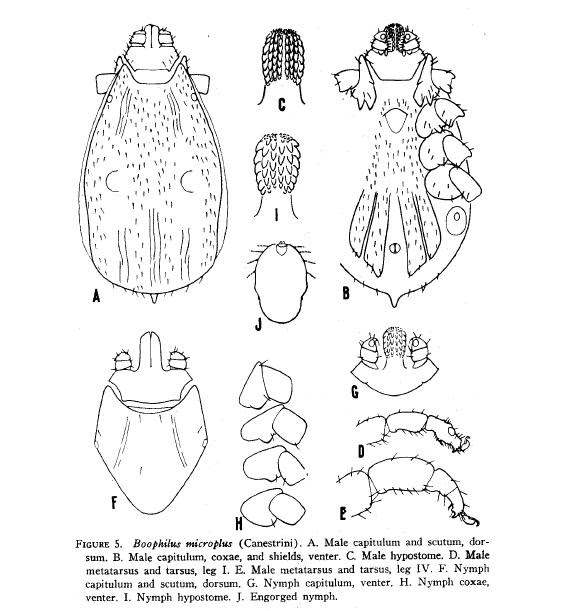 BLOG DA KAT: Rhipicephalus (Boophilus) microplus