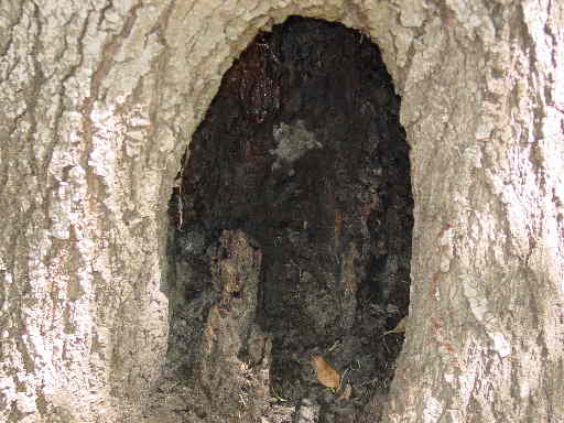 Ouachita FST: Termites and Trees