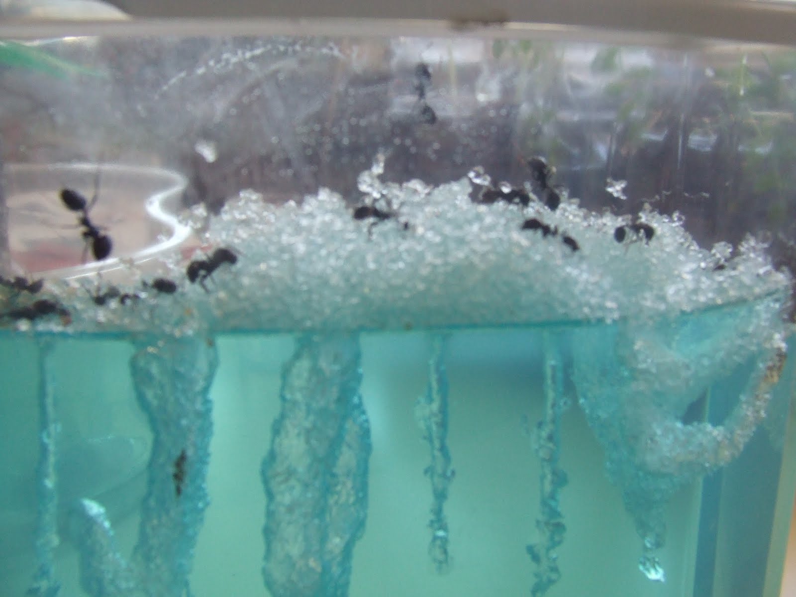 Estrelas do Mar: Formigas