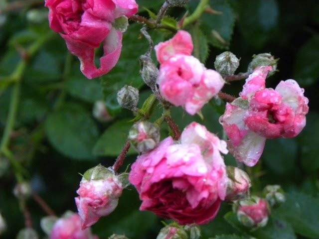 Antique Roses Everywhere: Seven Sisters
