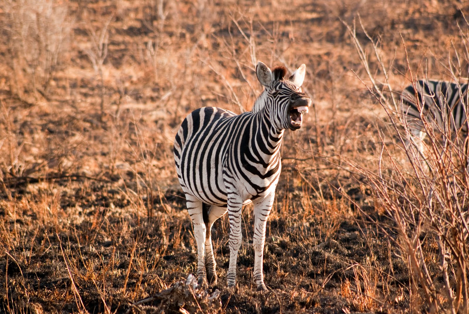 Catchin' Some 'zeys OverSihs: Day 4: Safari Time! (June 25, 2010)
