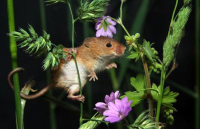 Pretty Mouse: Pretty Mice