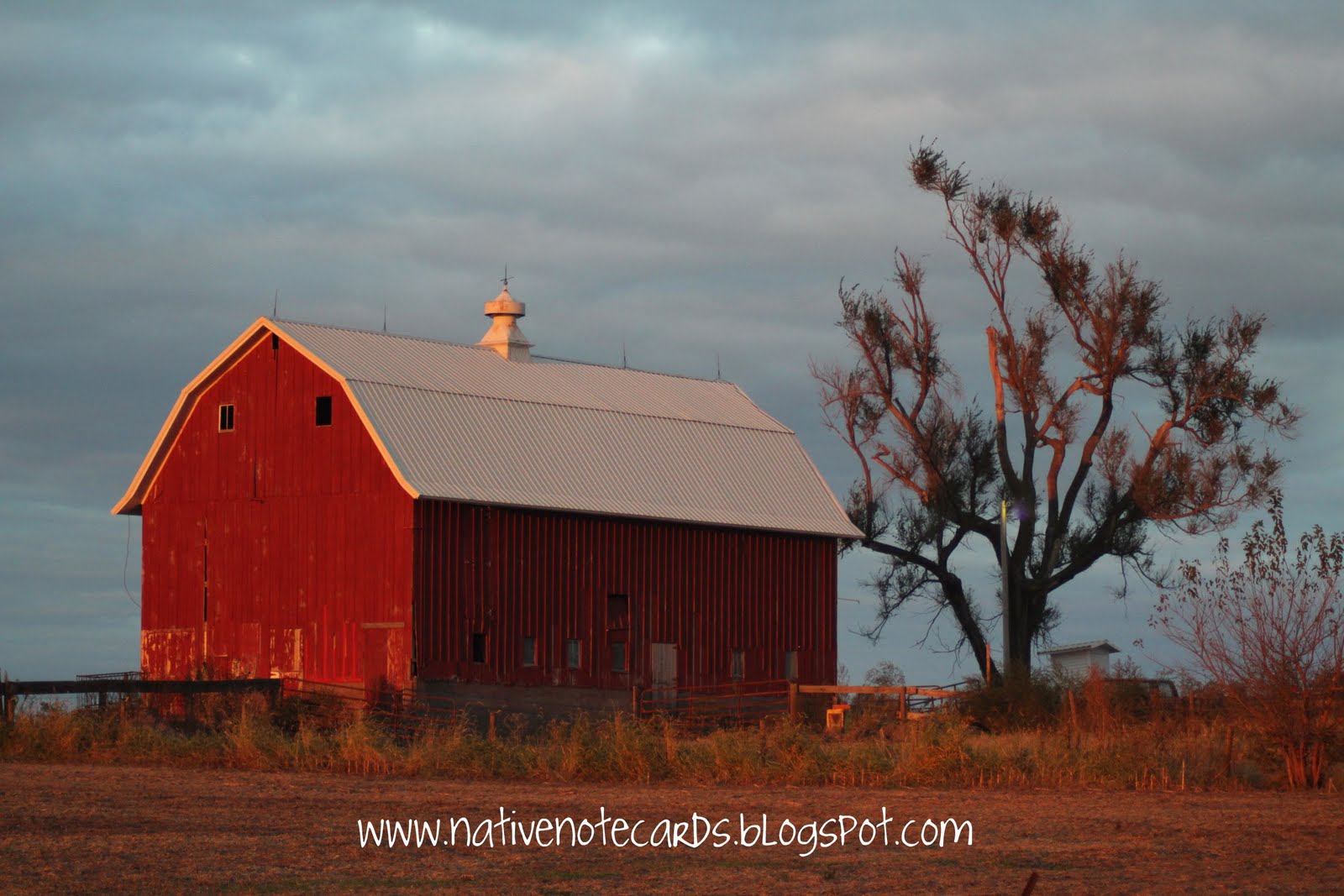 Leslie Green Photography