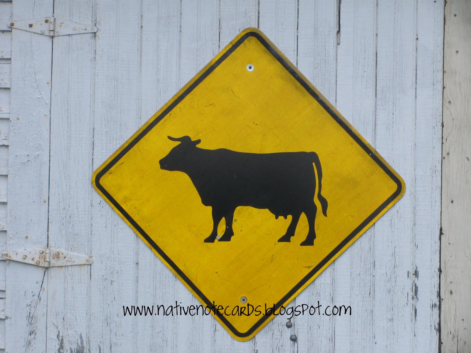 Leslie Green Photography