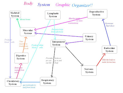 Erin Anatomy: Body System Graphic Organizer!!
