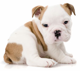 Acasa la catelusul tau: Bulldog Englez