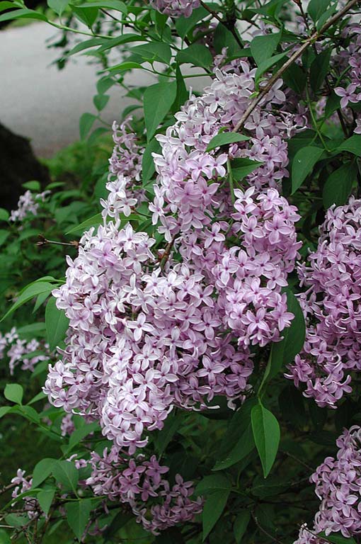 MUNDO JARDIN: LILAS (SYRINGA SPP.)