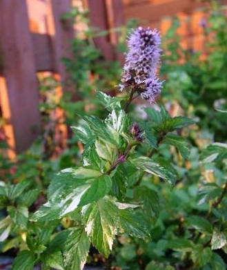 MUNDO JARDIN: MENTA (MENTHA SPP.)