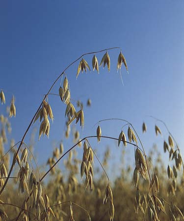 MUNDO JARDIN: AVENA (AVENA SPP.)