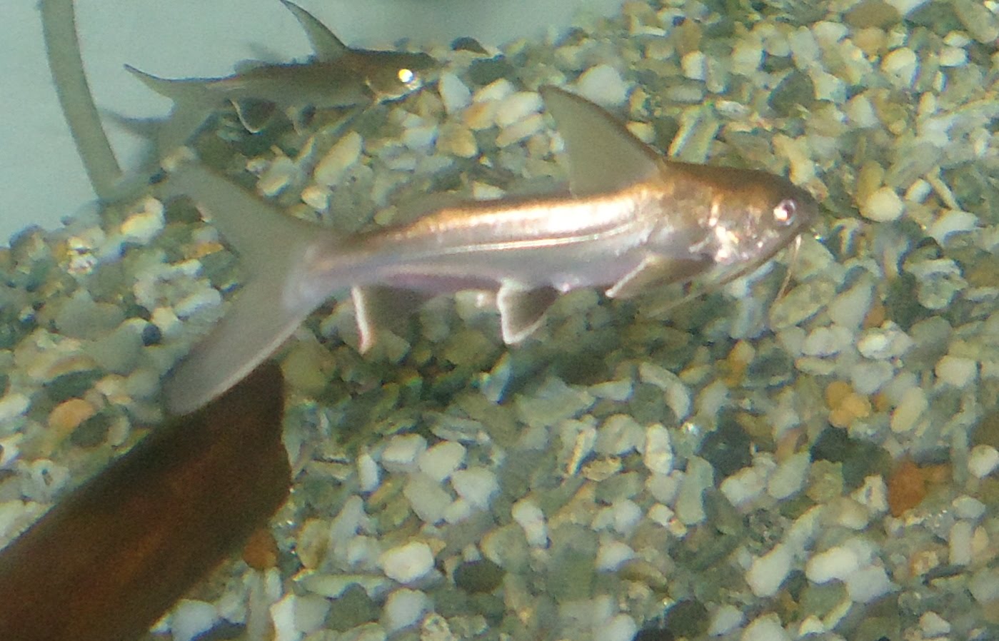 ACUARIO MONTELIBANO: TIBURONES GATO