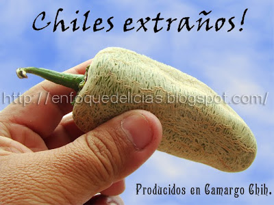 LOS CHILES RAROS DE CAMARGO CHIH. - ENFOQUE