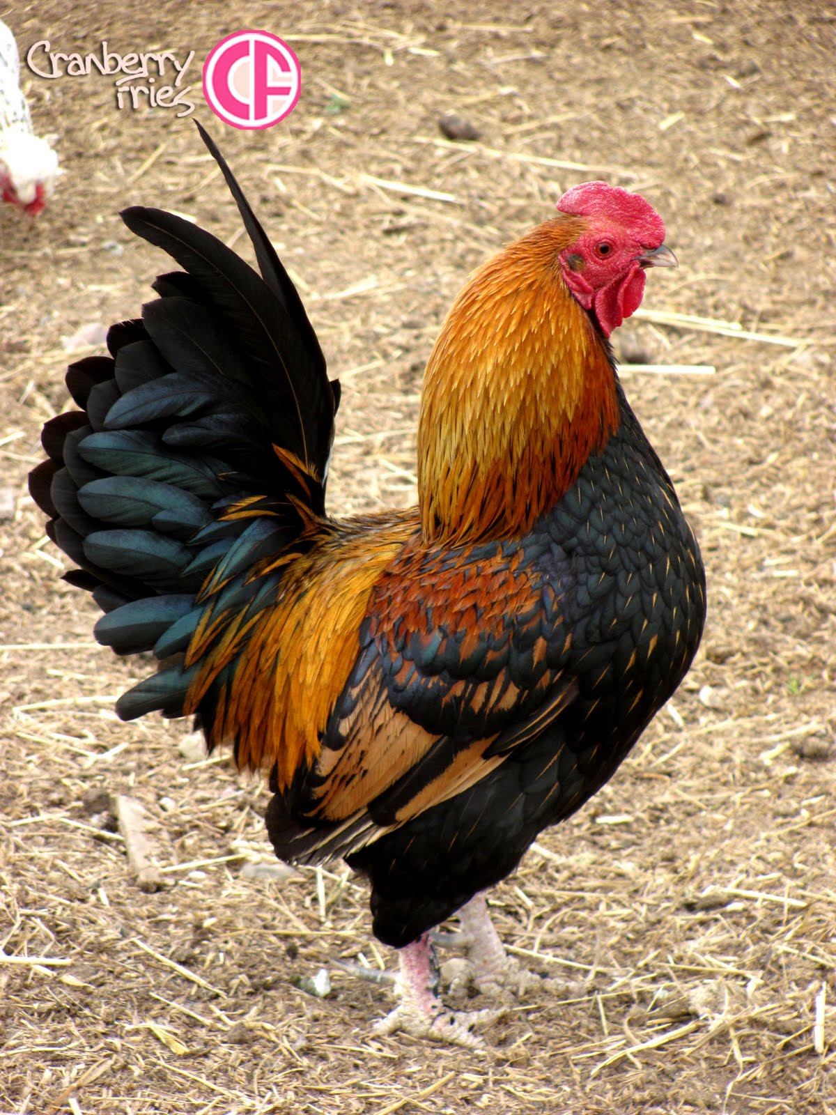 Cranberry Fries: July 2010