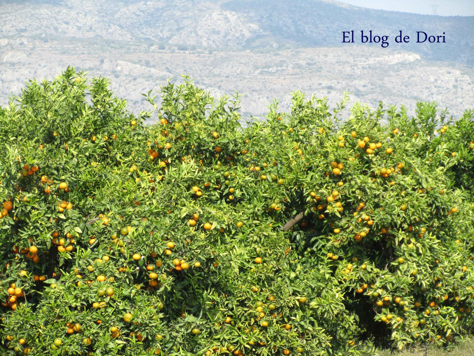 El blog de Dori: Tiempo de naranjas