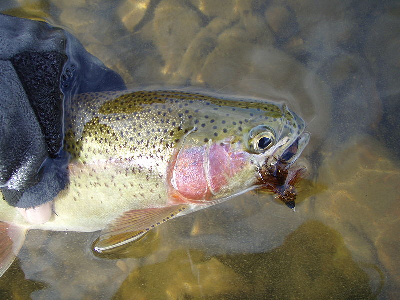 ACC FISHING BLOG: Facts about Trouts