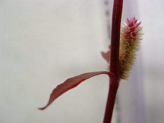 Aqua Coefil: Florações de plantas hidrófilas