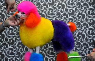 CANINE CULT: THE RAINBOW POODLE