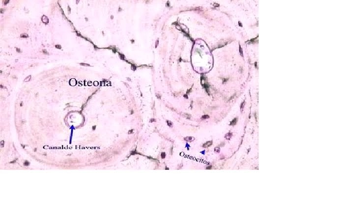 Celulas oseas hechas por Shirley Cruz: caracteristicas de osteocitos