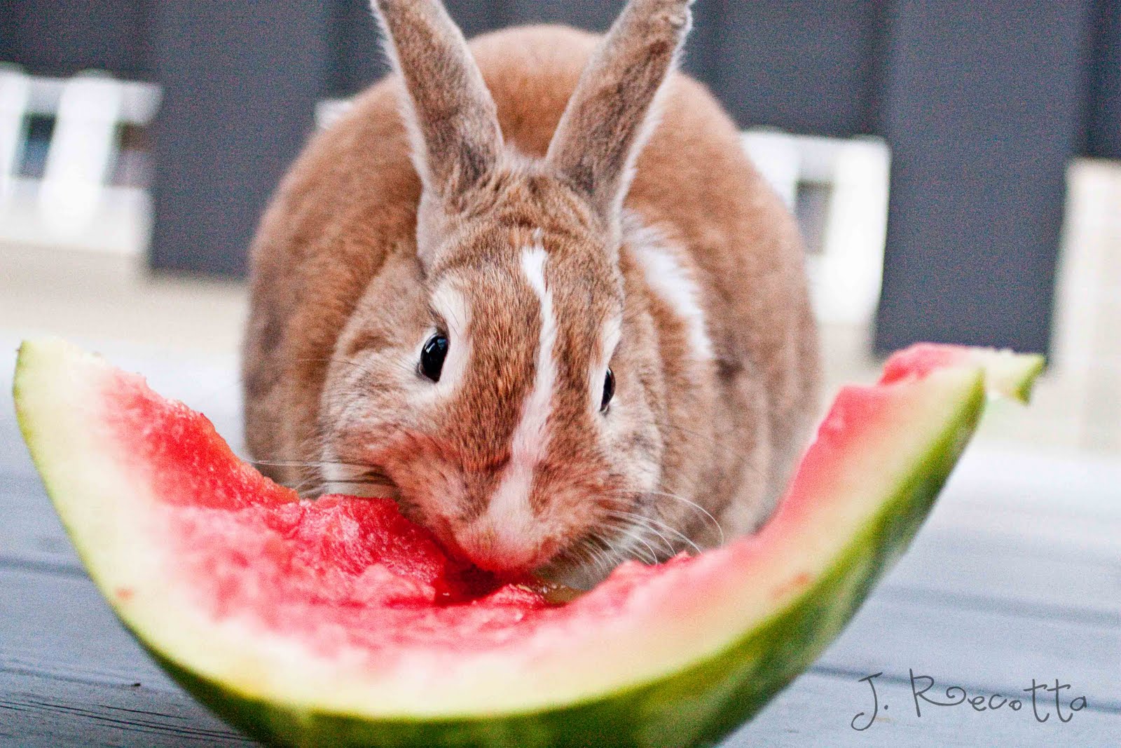 Stories from Behind the Lens: If you give a rabbit a watermelon