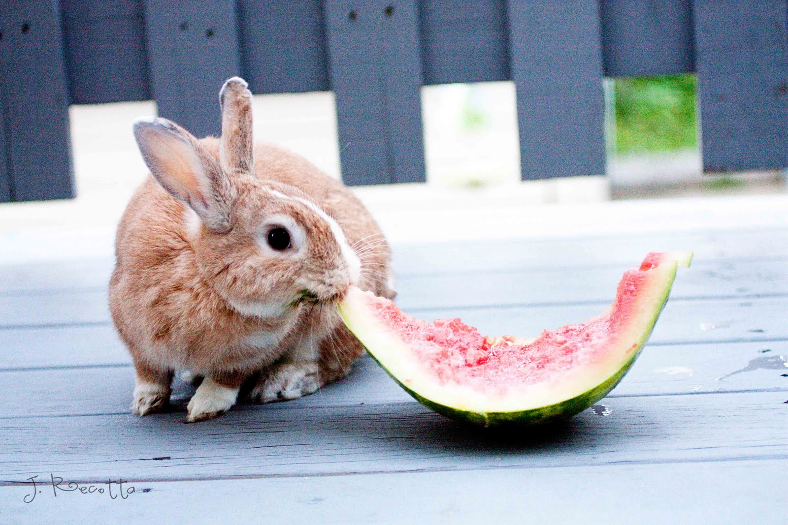 Stories from Behind the Lens: If you give a rabbit a watermelon