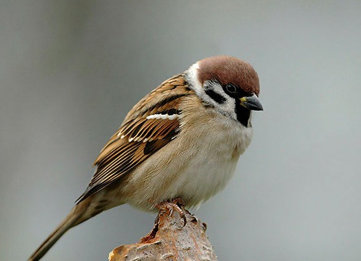 Freckled Sparrow: Little Sparrow, Little Sparrow