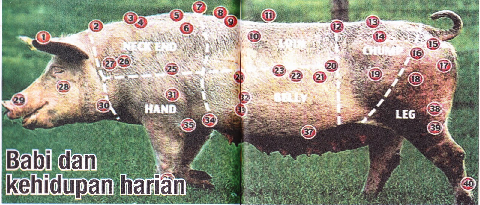 Belimbing Bintang: BABI DAN KEHIDUPAN SEHARIAN