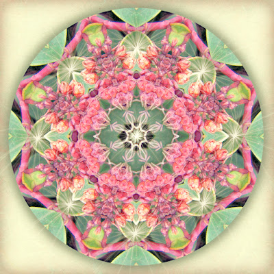 Sacred Circle Mandalas: WORDLESS WEDNESDAY: Voice of Spring's Return