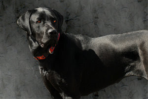 Mastador.com: March 2008