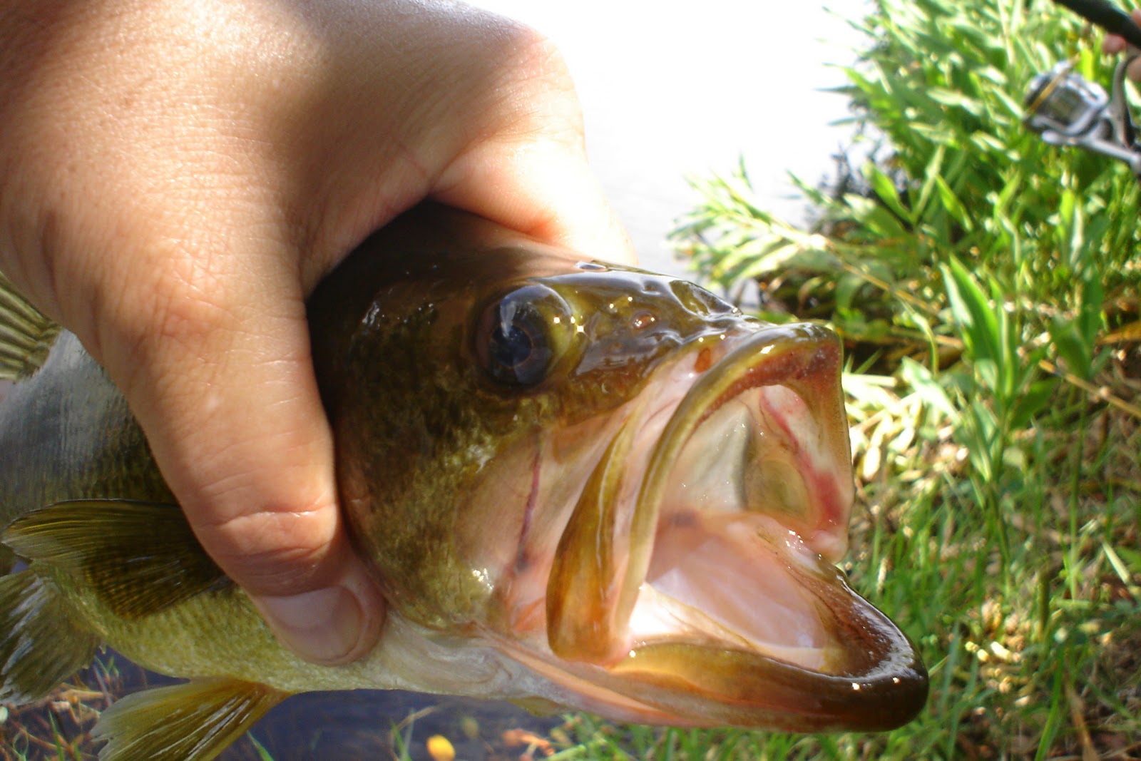 Cipó Timbó - A arte da pesca esportiva: Pesca do Black em Rio Claro