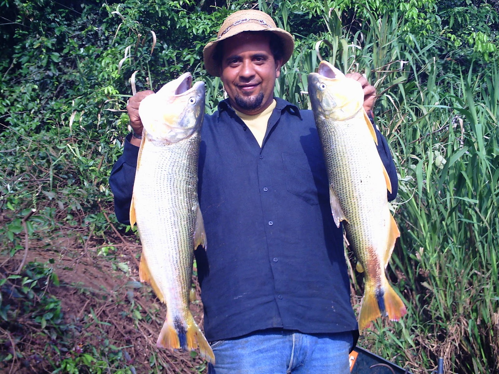 Cipó Timbó - A arte da pesca esportiva: Pesca do Dourado - MS