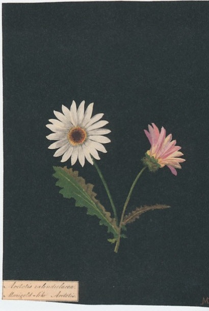 The Peak of Chic®: Mrs. Delany, Still Fashionable Centuries Later