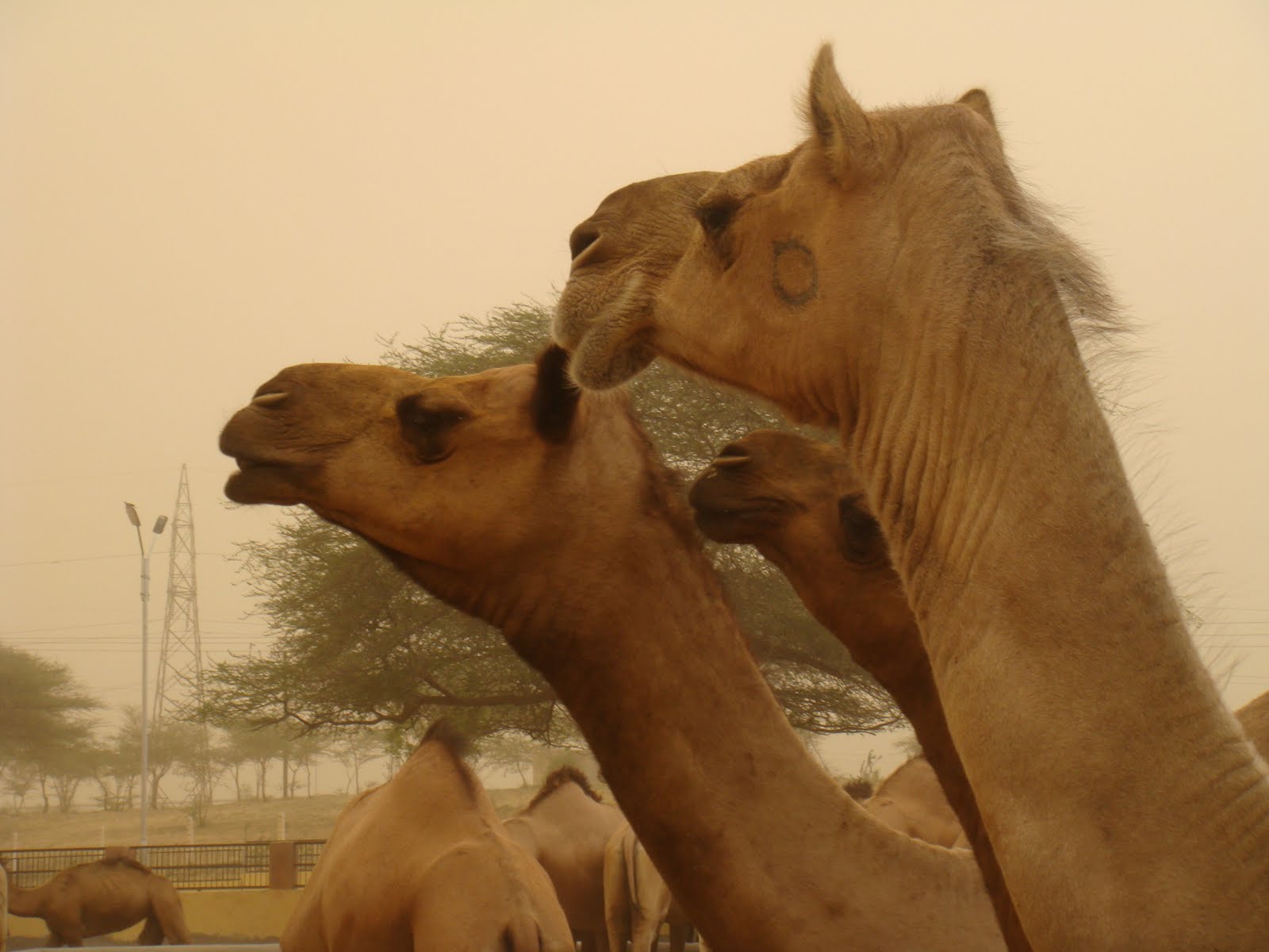 Mike Cork: Visit to Rat temple and Camel breeding institute.