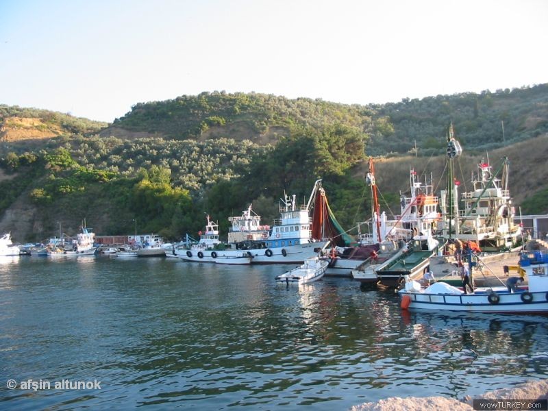 Zeytinyağı Dünyası: Trilye ( Zeytinbağı)