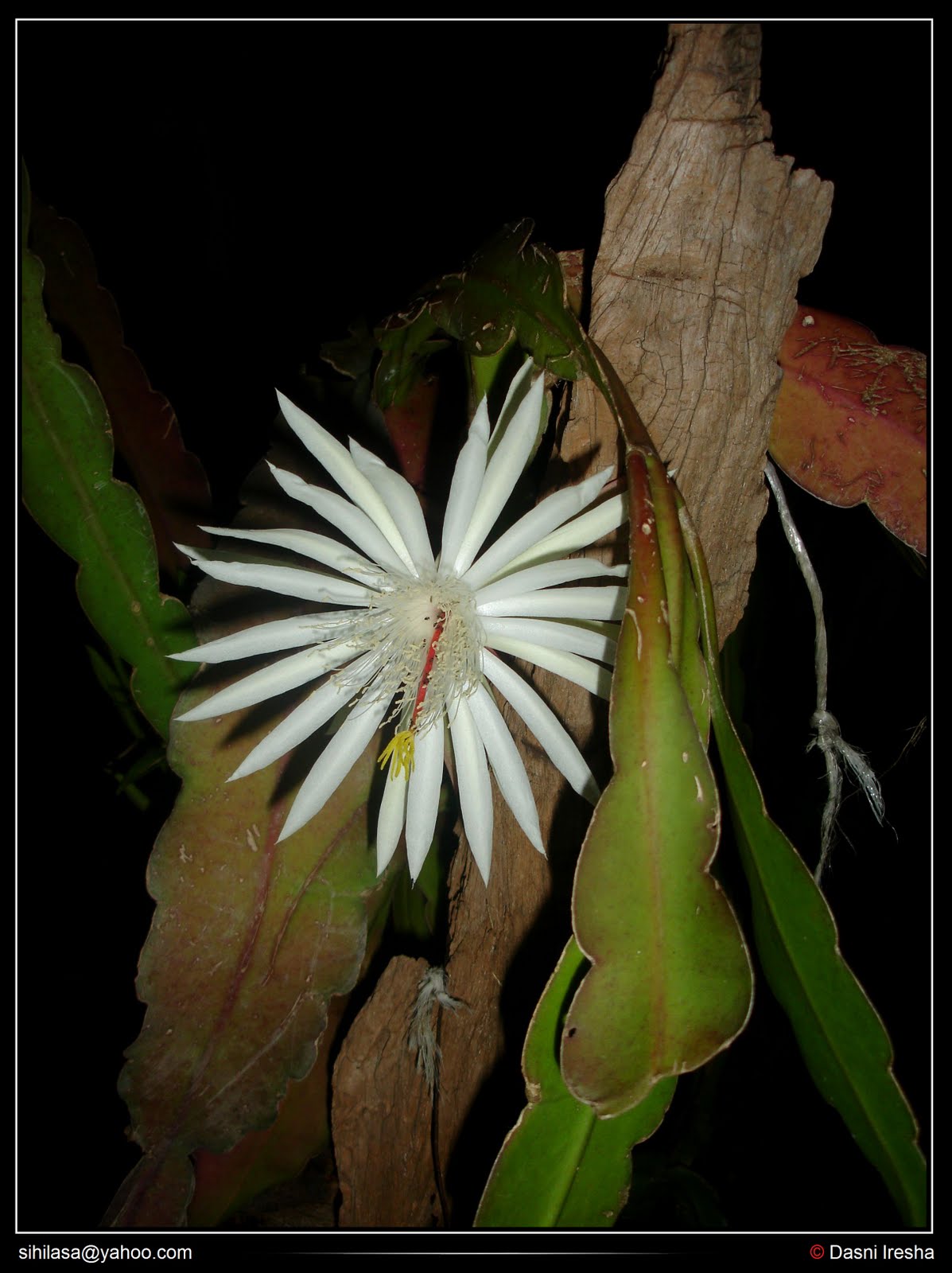 Sihilasa - Art of life...: •~ Photography ~• : "Kadupul"