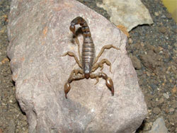 Asociacion Chi de Andalucia: EL ALACRAN