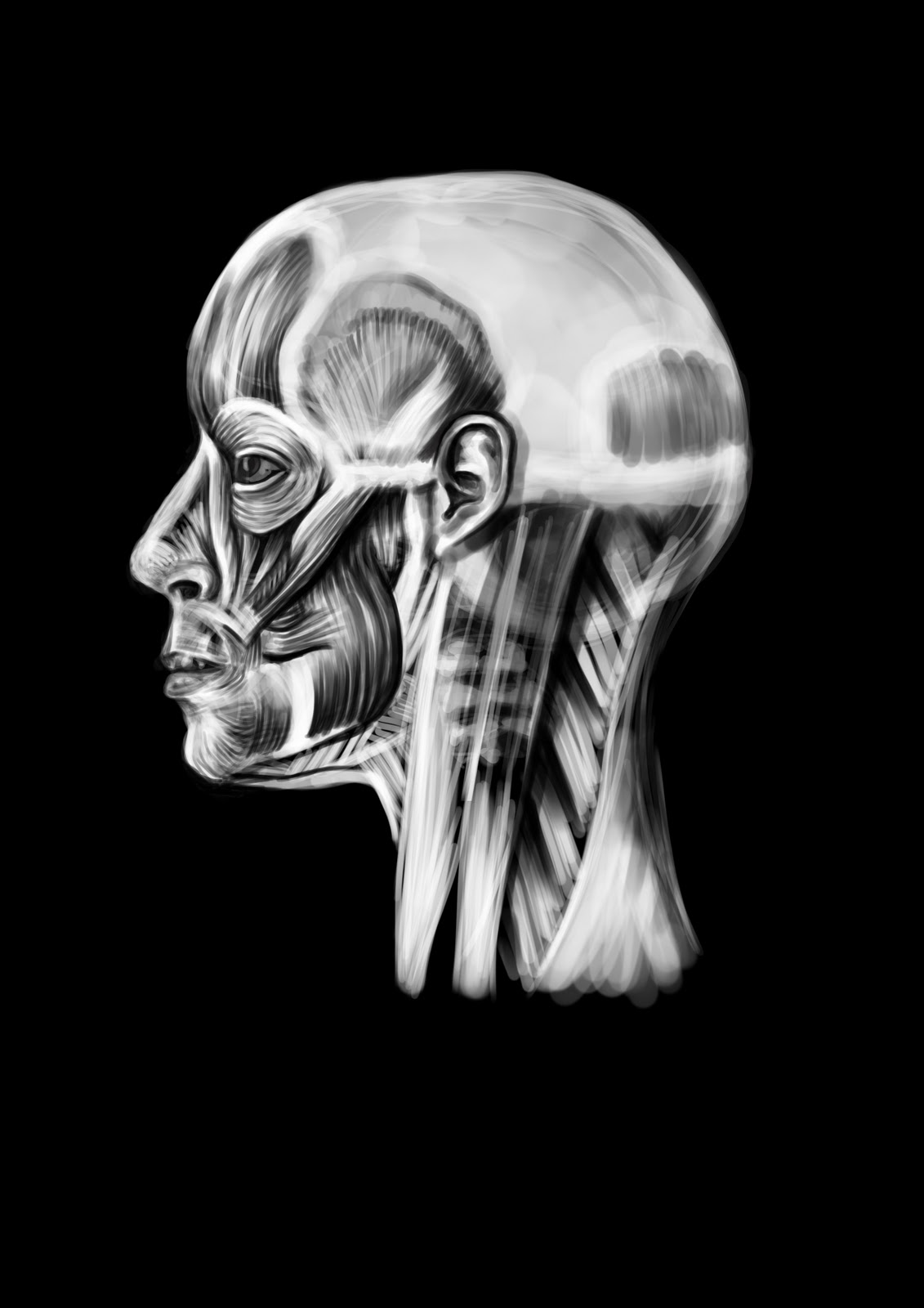 SkyGecko: Photoshop skull + muscle painting 1